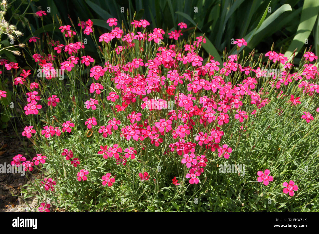 Dianthus deltoides, Maiden pink Stock Photo - Alamy