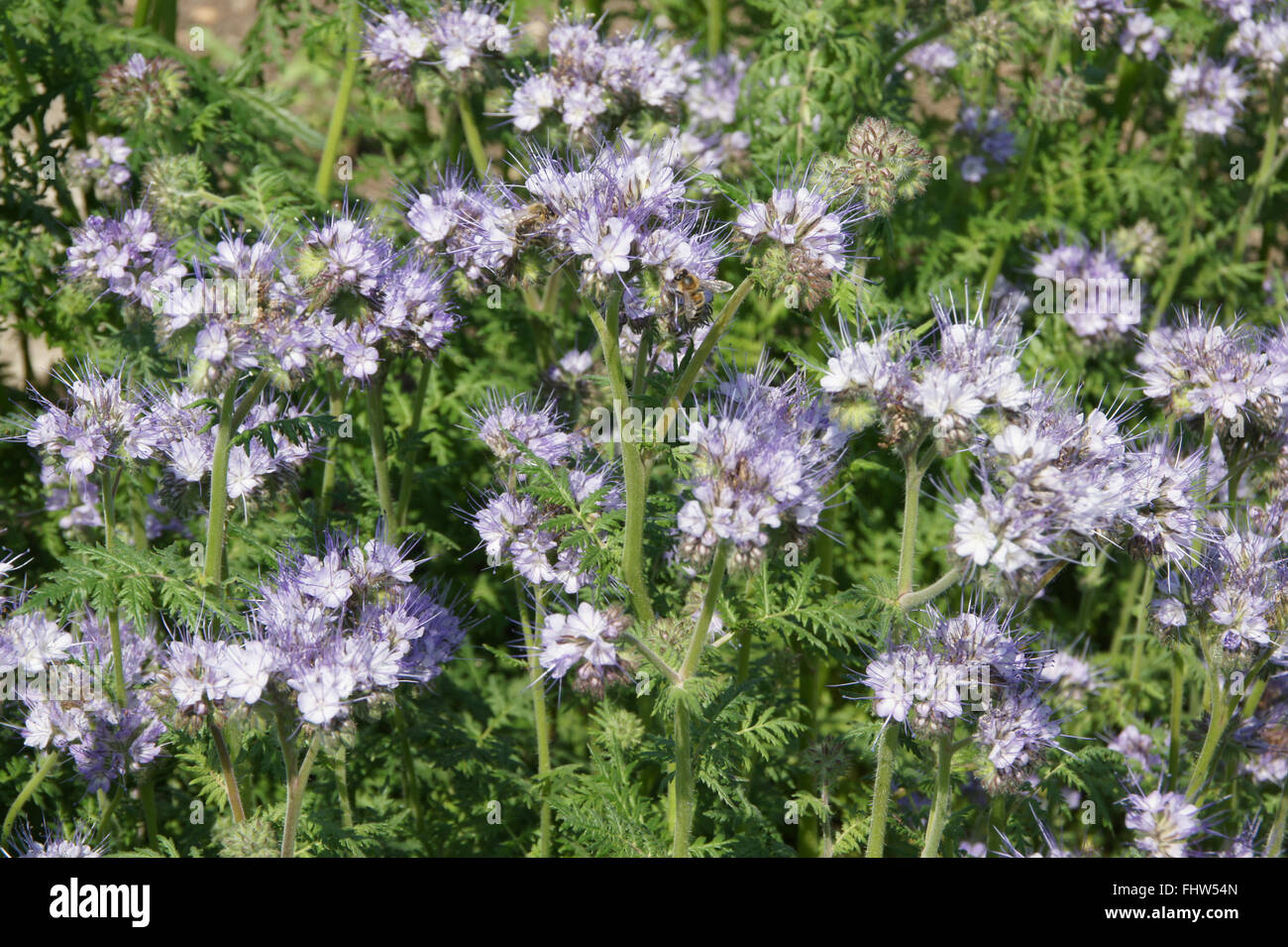 Phacelia tanacetifolia, Scorpionweed Stock Photo - Alamy