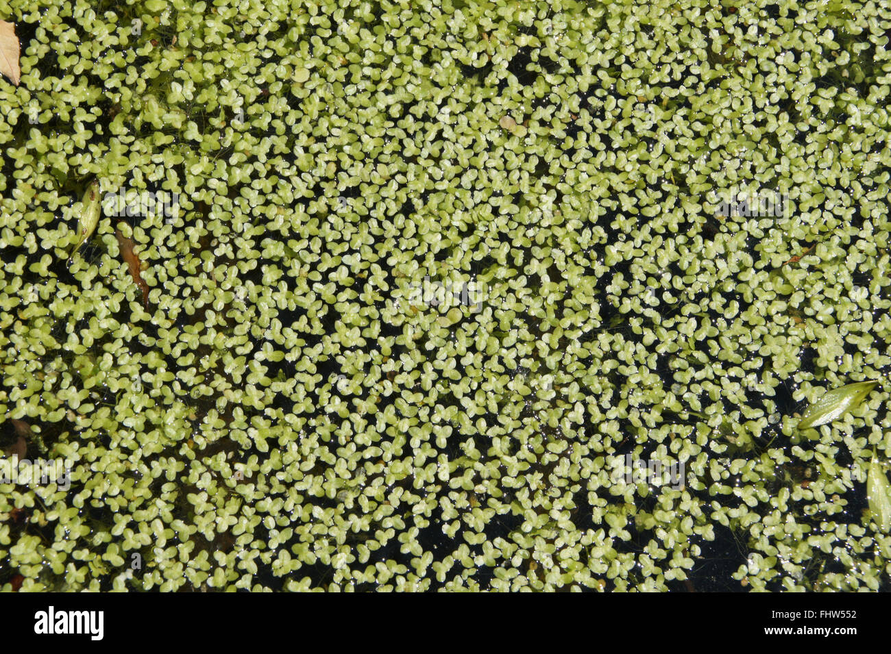 Lemna minor, Duckweed Stock Photo - Alamy