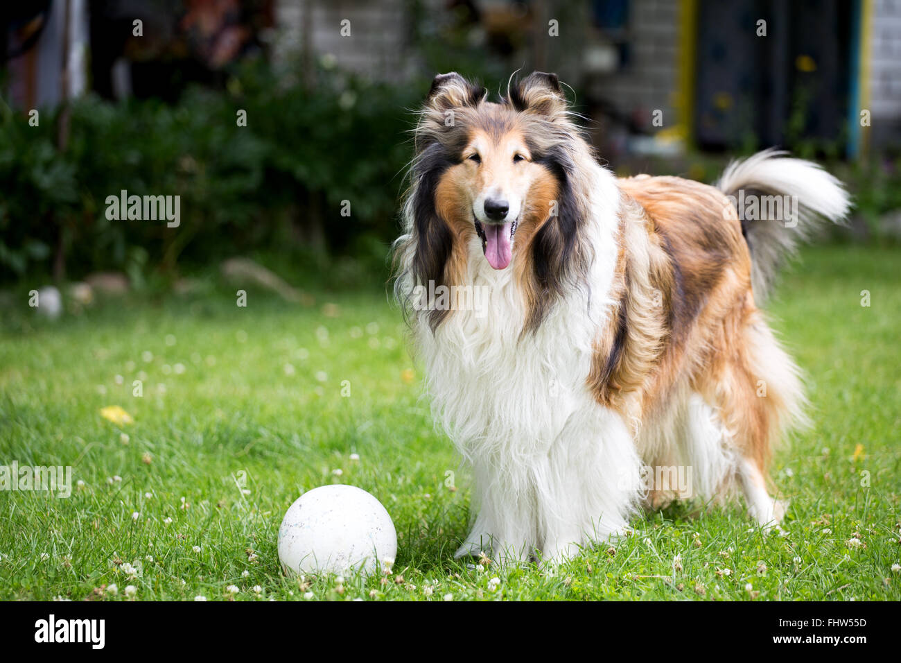 Cute rough collie dog standing on lawn near rubber ball Stock Photo - Alamy