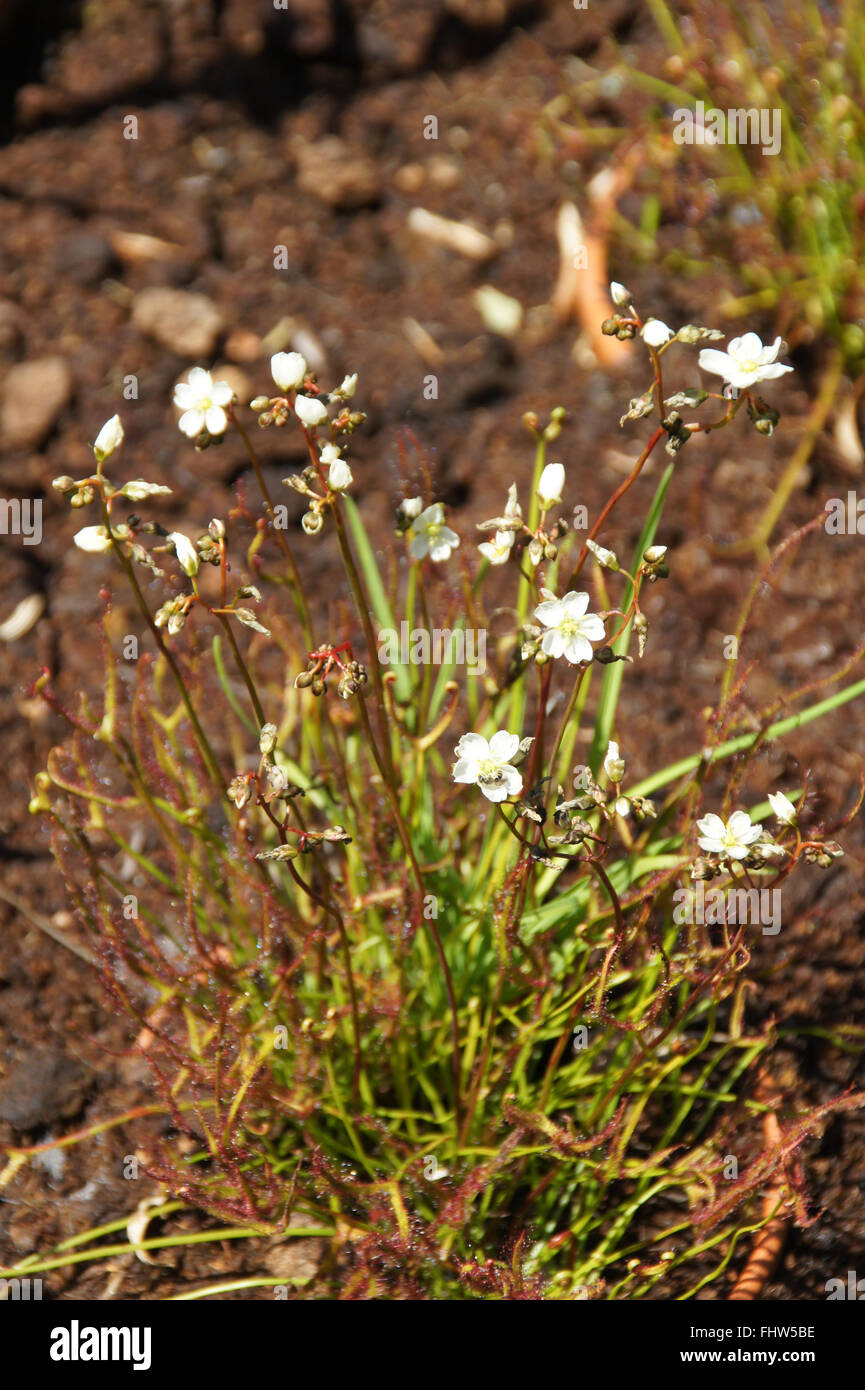 Drosera binata, Sundew Stock Photo - Alamy