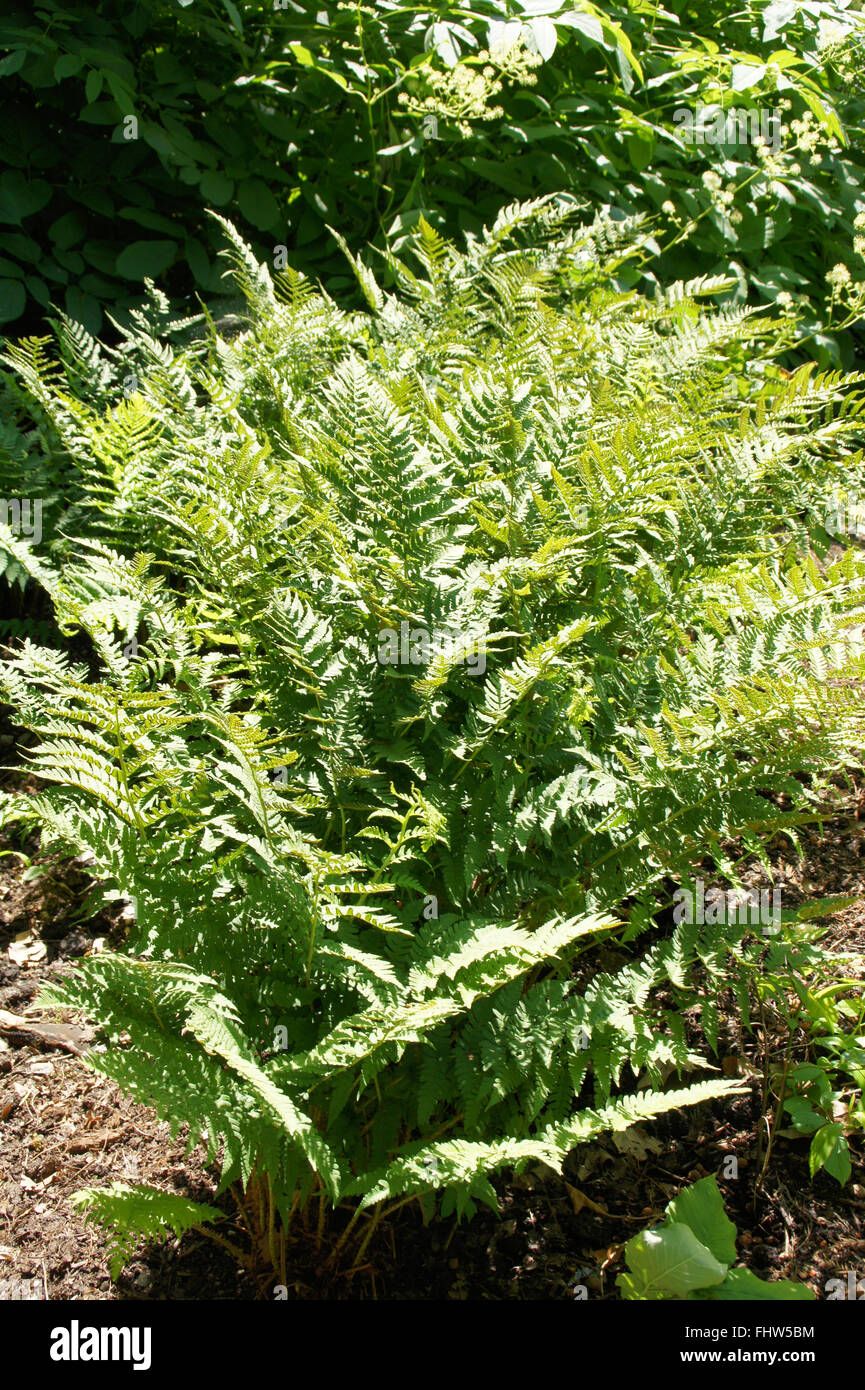 Dryopteris marginalis, Marginal wood fern Stock Photo - Alamy