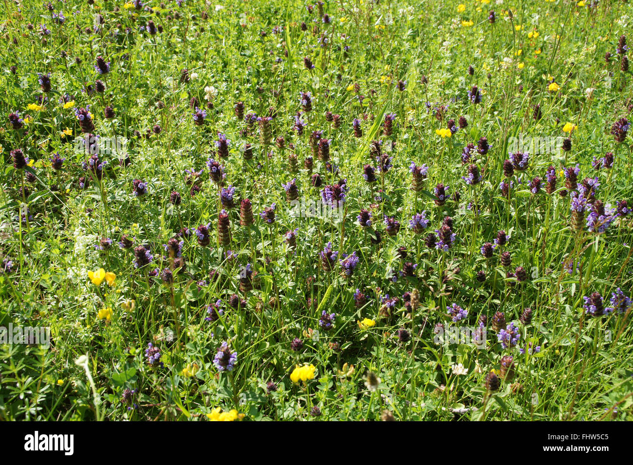 Prunella vulgaris, Selfheal Stock Photo - Alamy