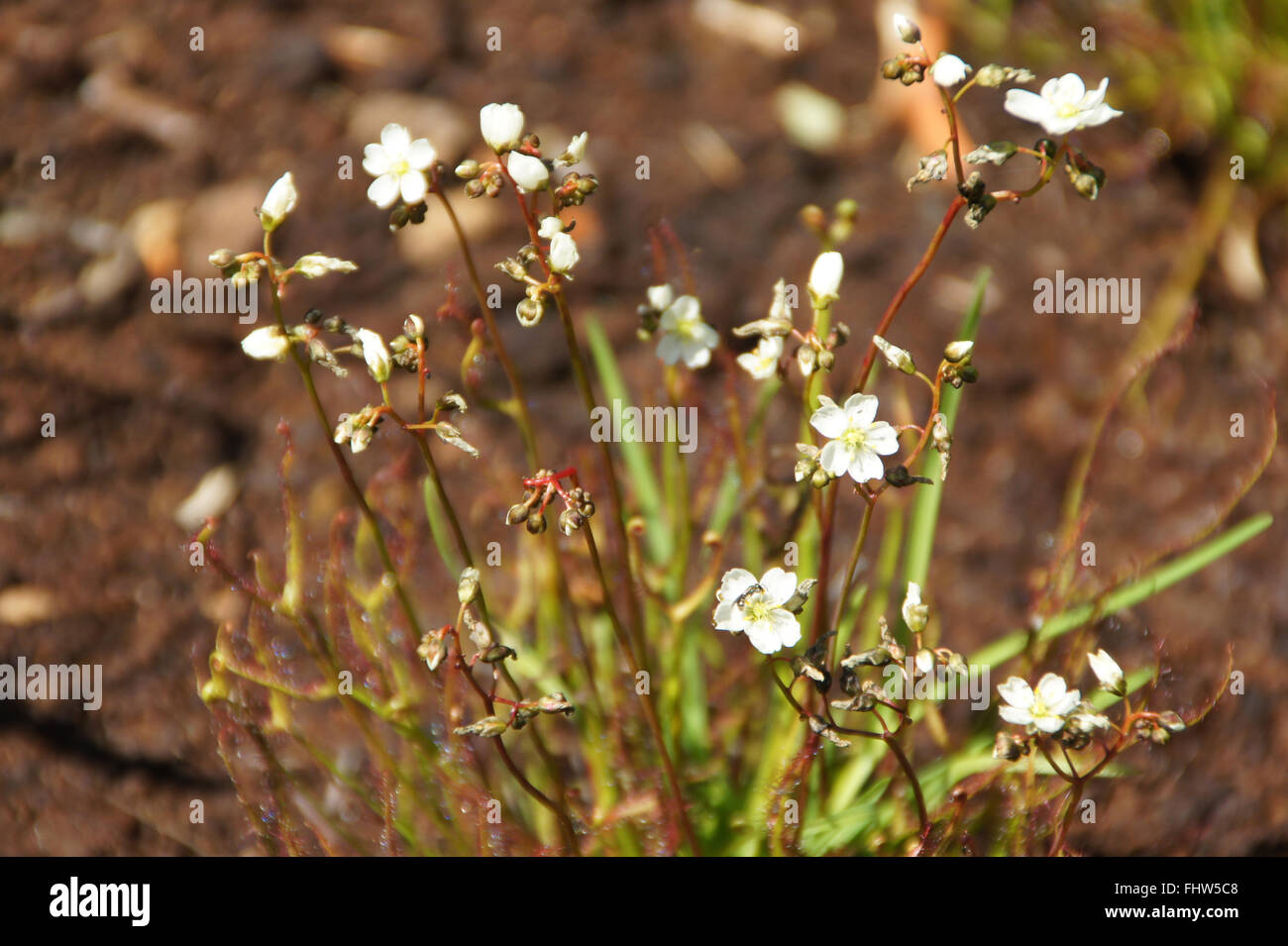 Drosera binata, Sundew Stock Photo - Alamy