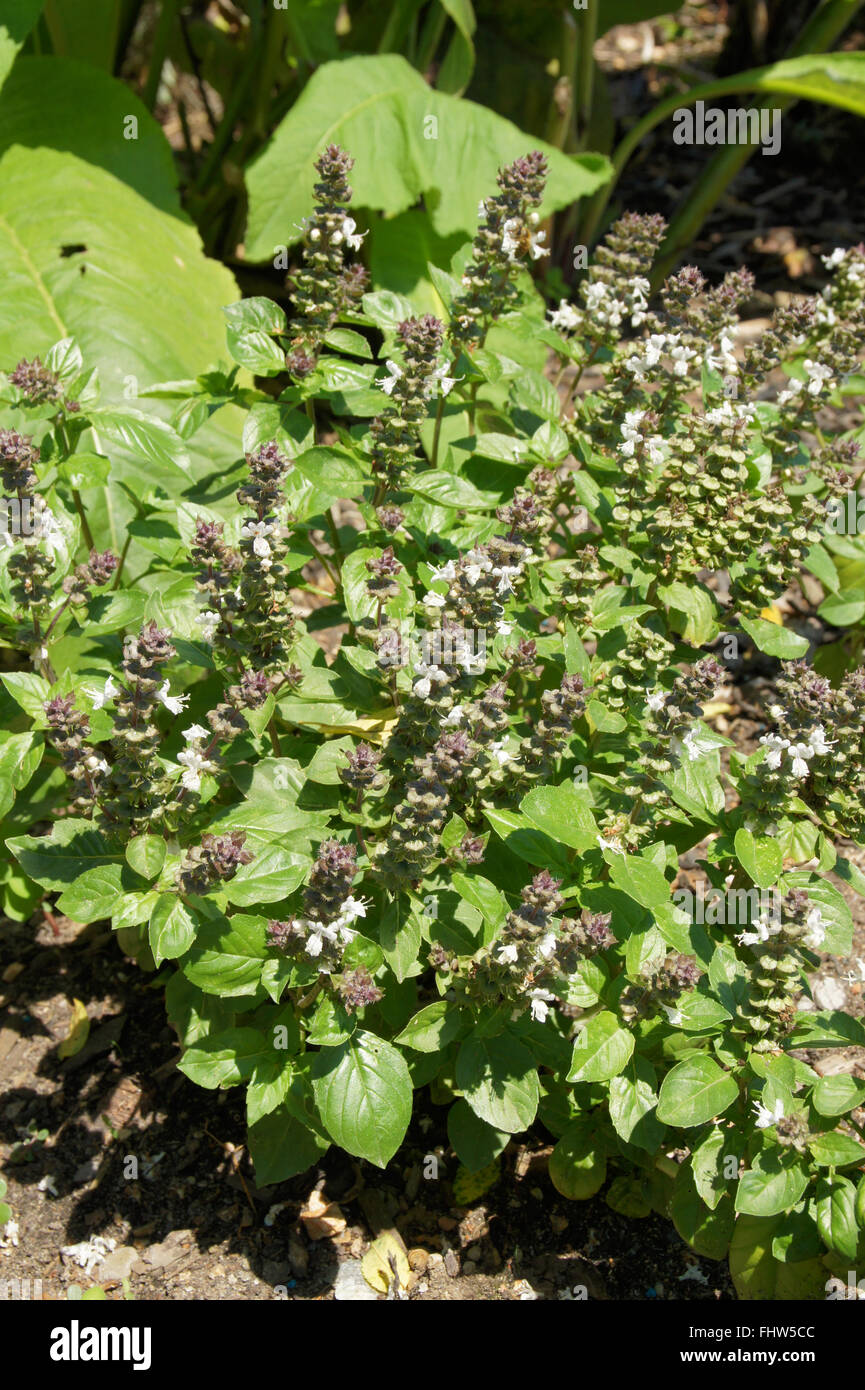 Ocimum basilicum, Basil Stock Photo - Alamy