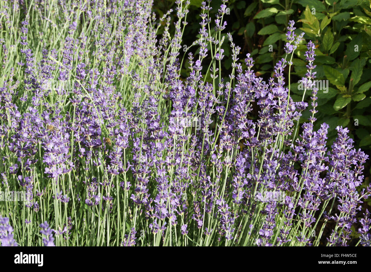 Lavandula officinalis, Lavender Stock Photo - Alamy