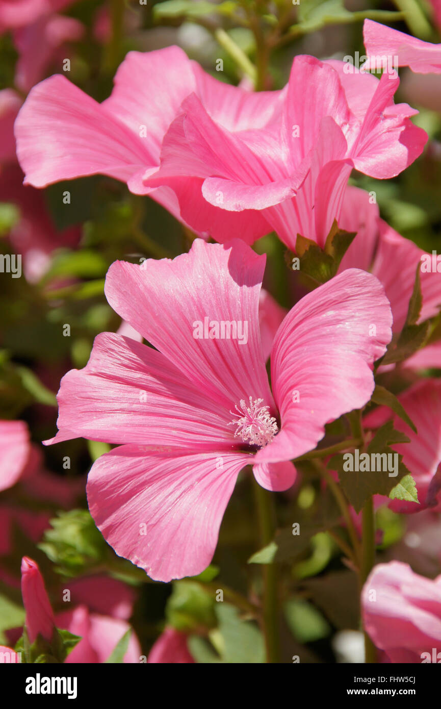 Annual mallow lavatera trimestris hi-res stock photography and images ...