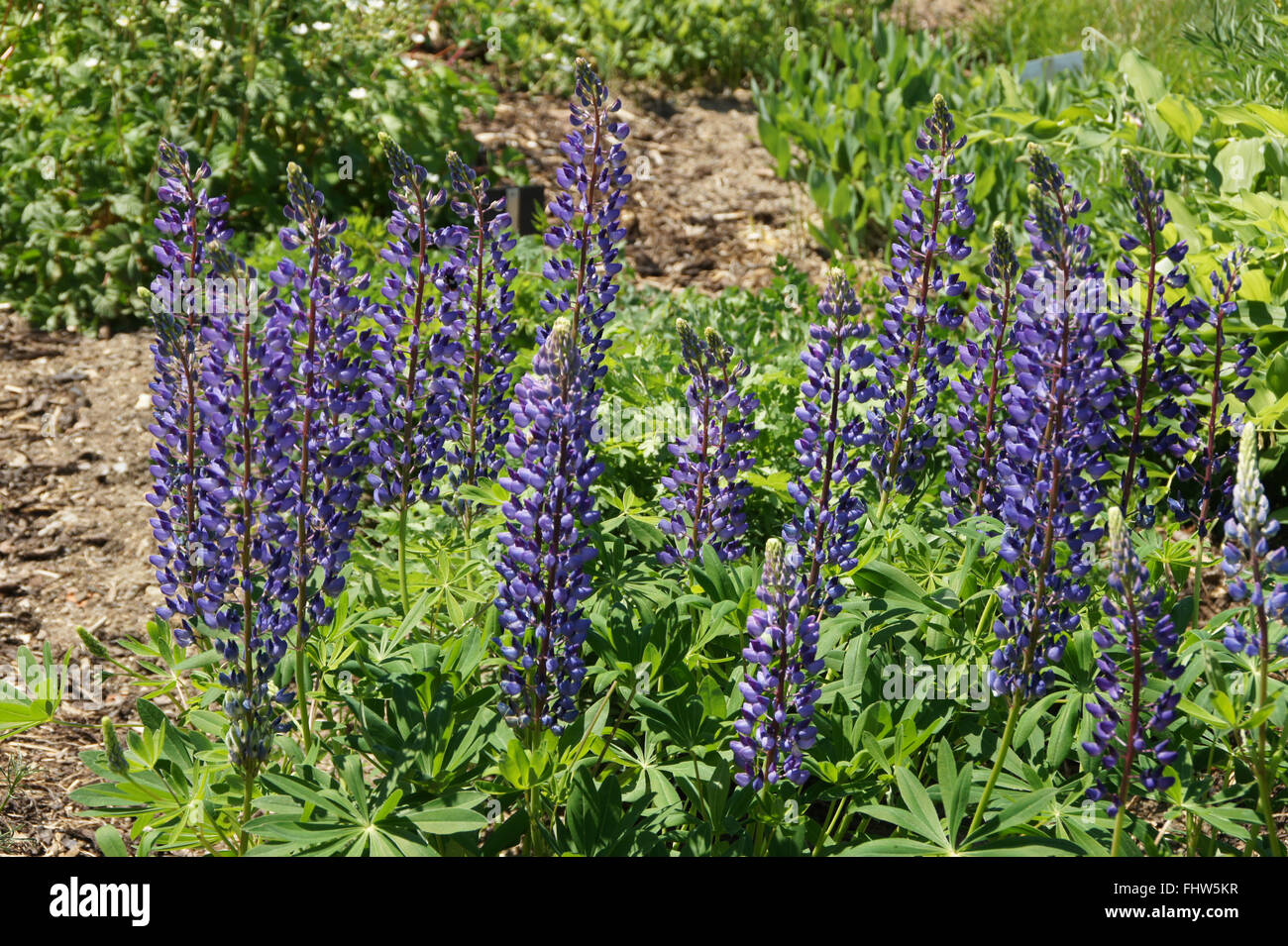 Lupinus polyphyllus, Lupin Stock Photo - Alamy