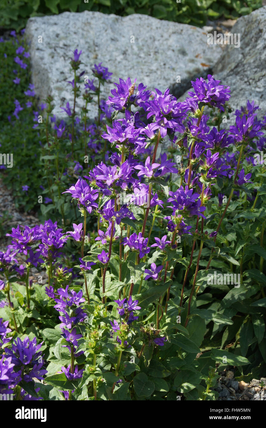 Campanula glomerata, Clustered bellflower Stock Photo - Alamy