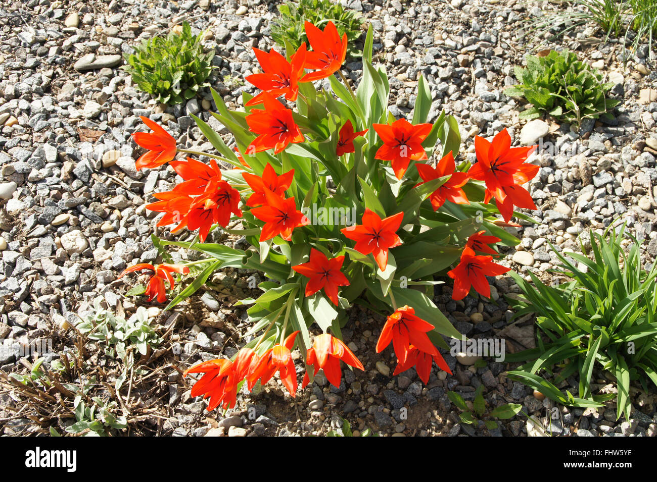Tulipa praestans, Botanical tulip Stock Photo - Alamy