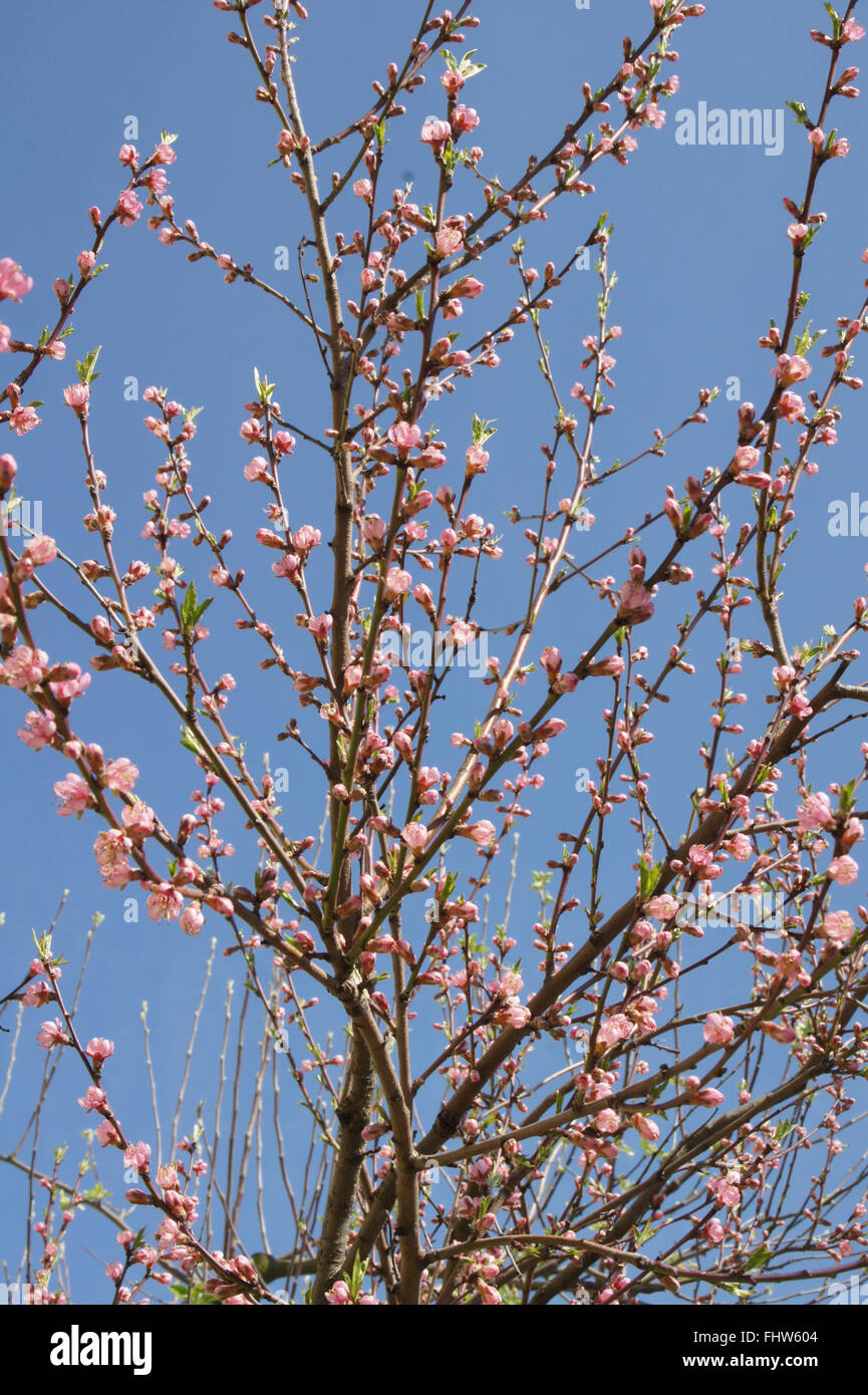 Prunus persica, Peach Stock Photo - Alamy