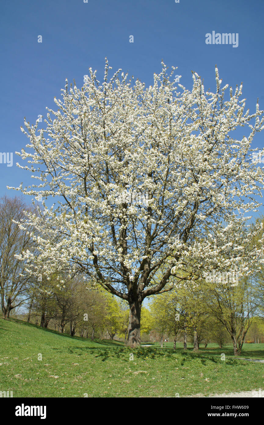 Prunus avium, Sweet cherry Stock Photo - Alamy