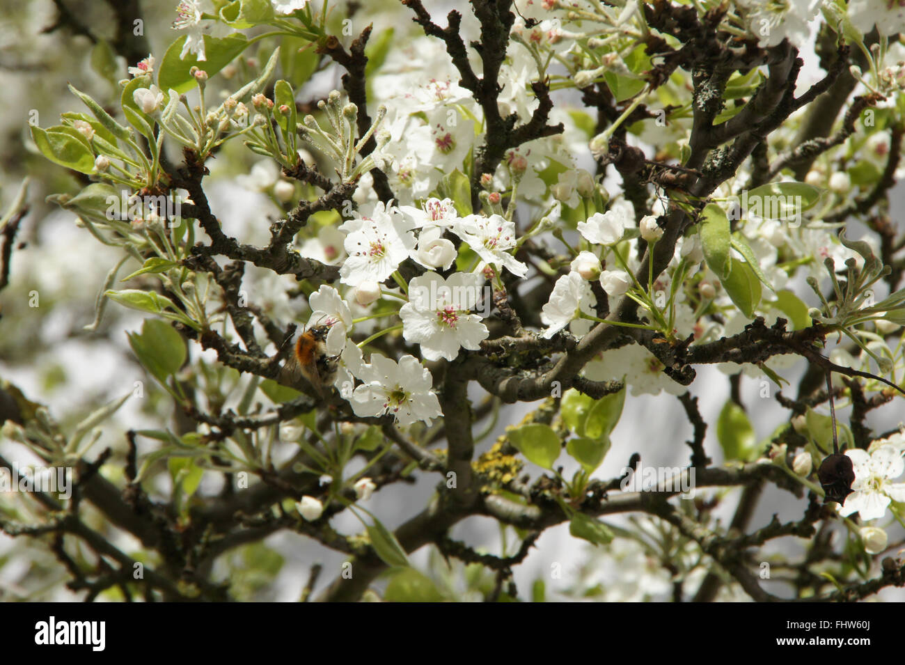 Pyrus communis, Pear tree Stock Photo - Alamy