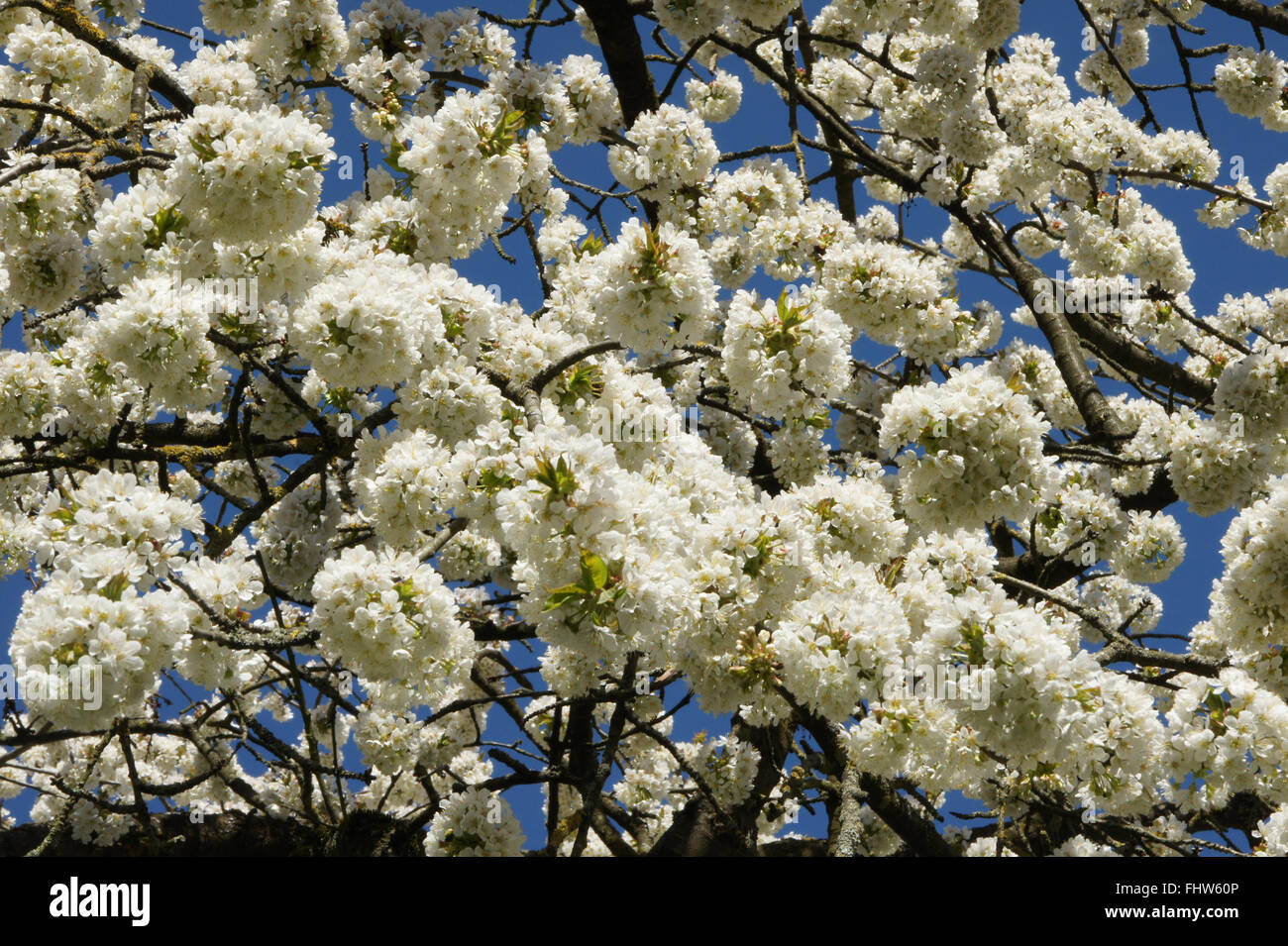 Prunus avium, Sweet cherry Stock Photo - Alamy
