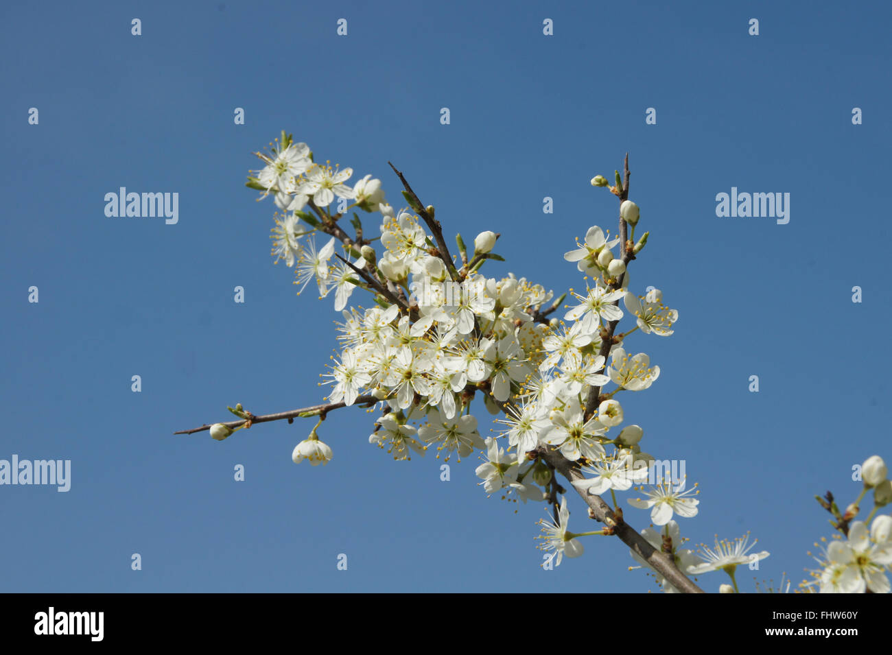 Prunus spinosa, Blackthorn Stock Photo - Alamy