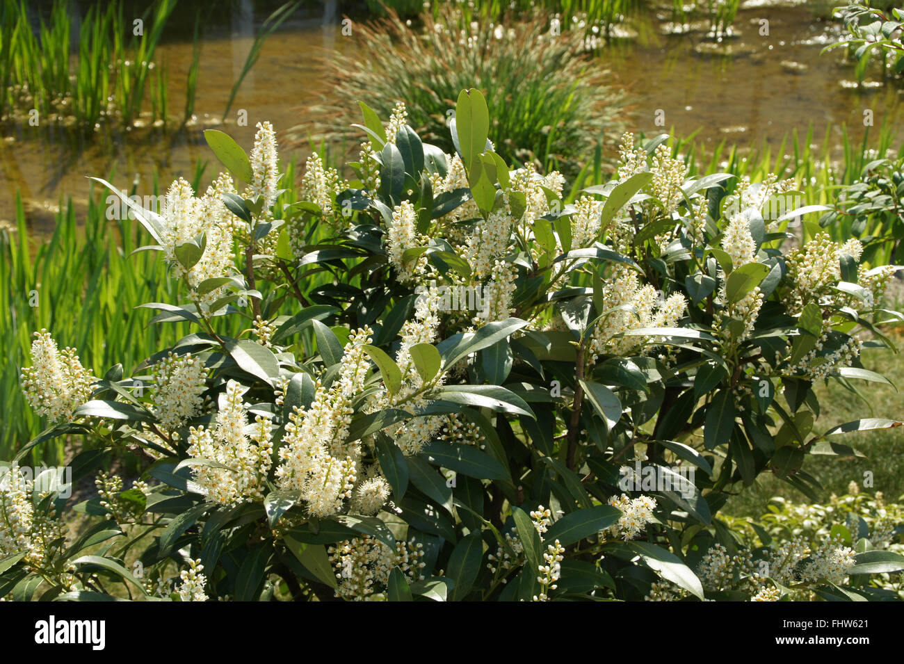 Prunus laurocerasus, Laurel cherry Stock Photo - Alamy
