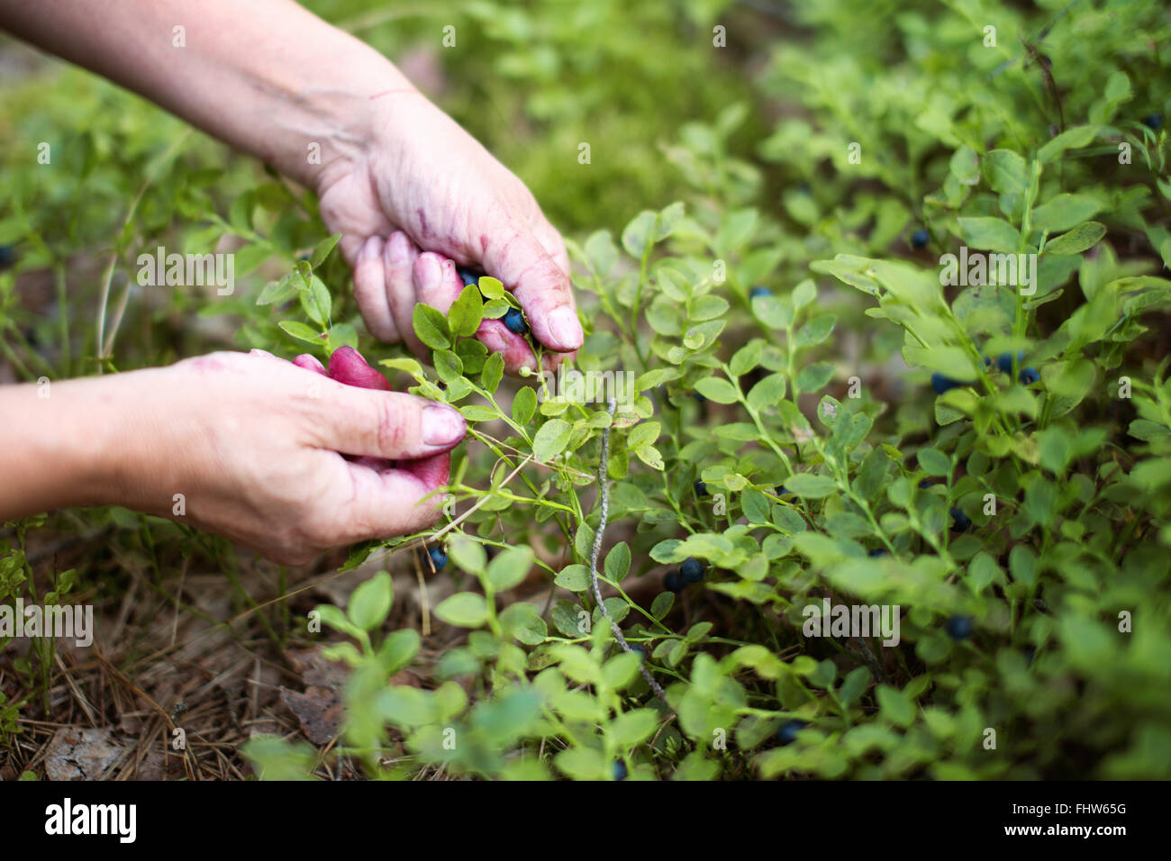 Female hand picking blueberries in hi-res stock photography and images ...