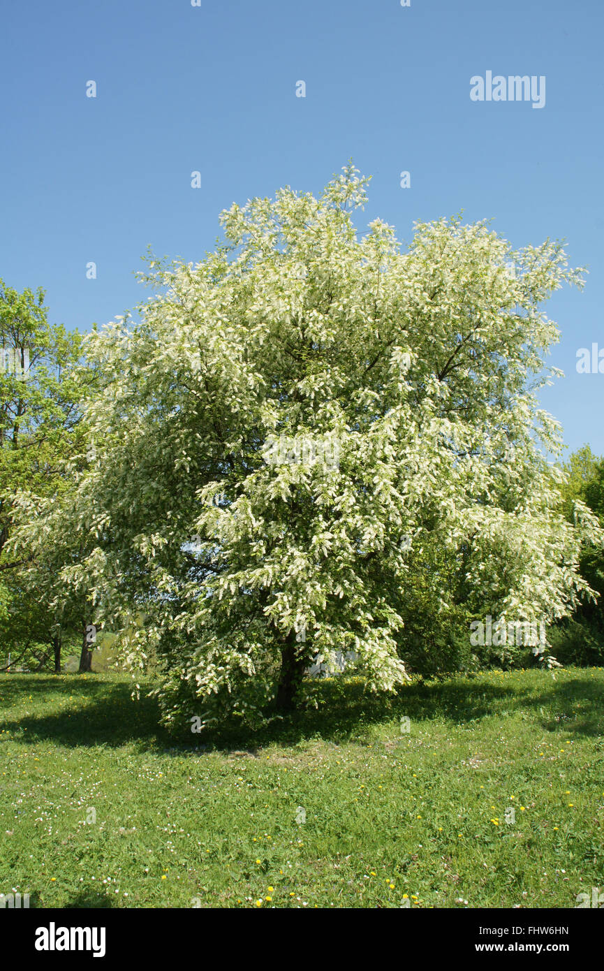 Prunus padus, Bird cherry Stock Photo - Alamy