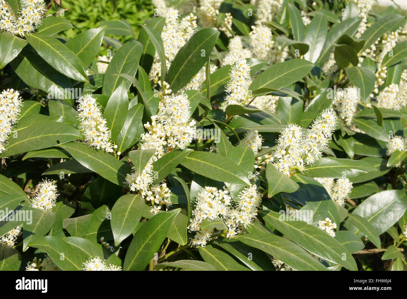 Prunus laurocerasus, Laurel cherry Stock Photo - Alamy