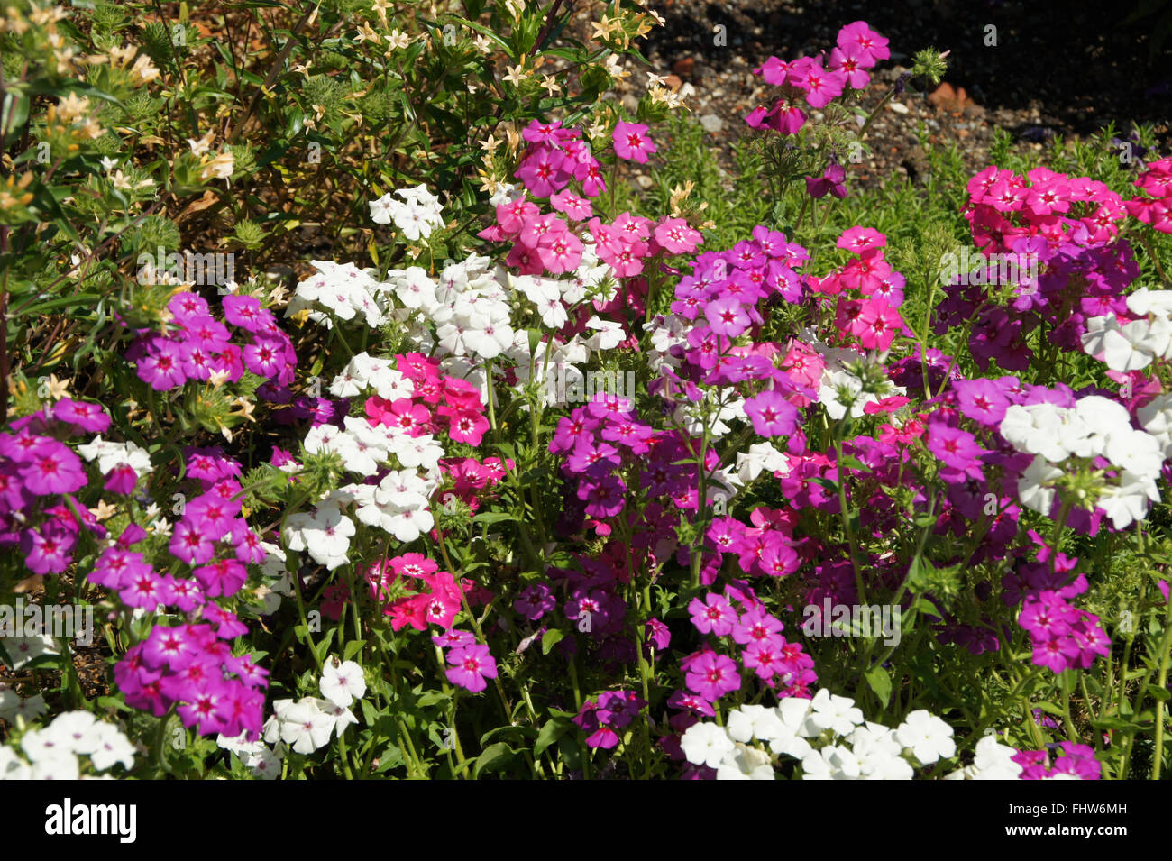 Phlox drummondii, Annual phlox Stock Photo - Alamy