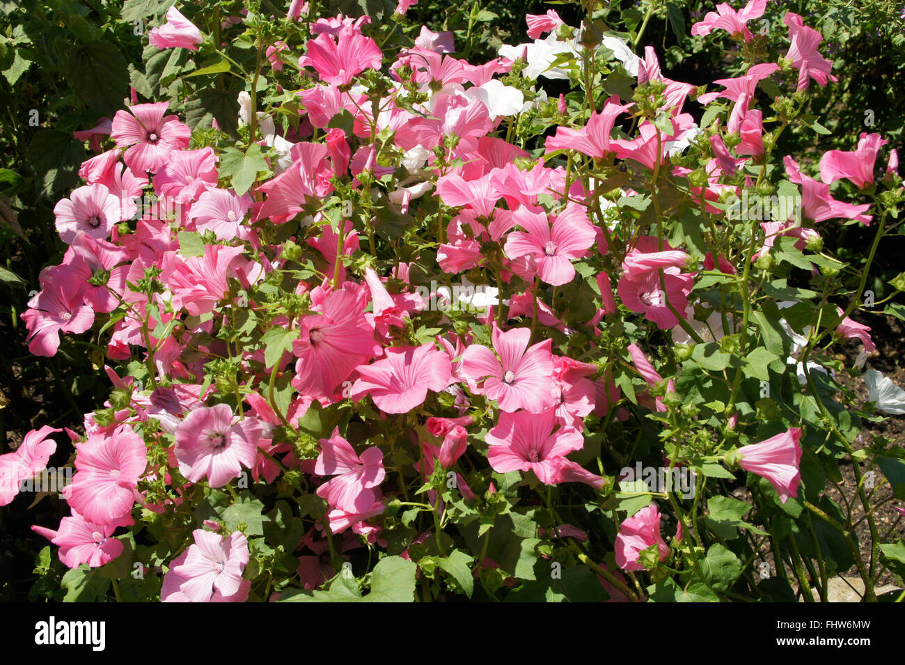 Royal mallow hi-res stock photography and images - Alamy