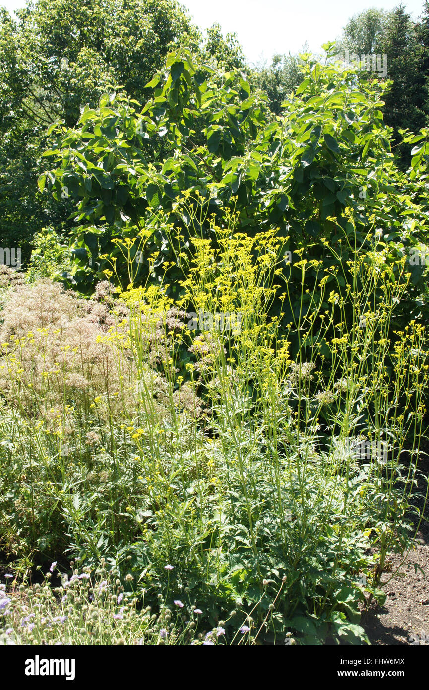 Patrinia scabiosifolia, Yellow patrinia Stock Photo - Alamy