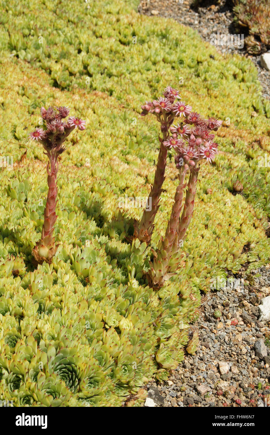 Sempervivum tectorum, Common houseleek Stock Photo - Alamy