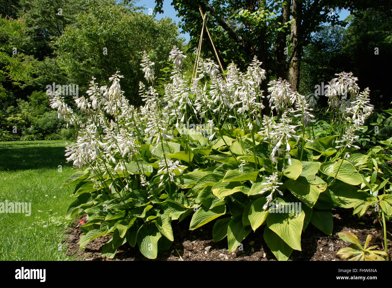 Hosta tokudama hi-res stock photography and images - Alamy