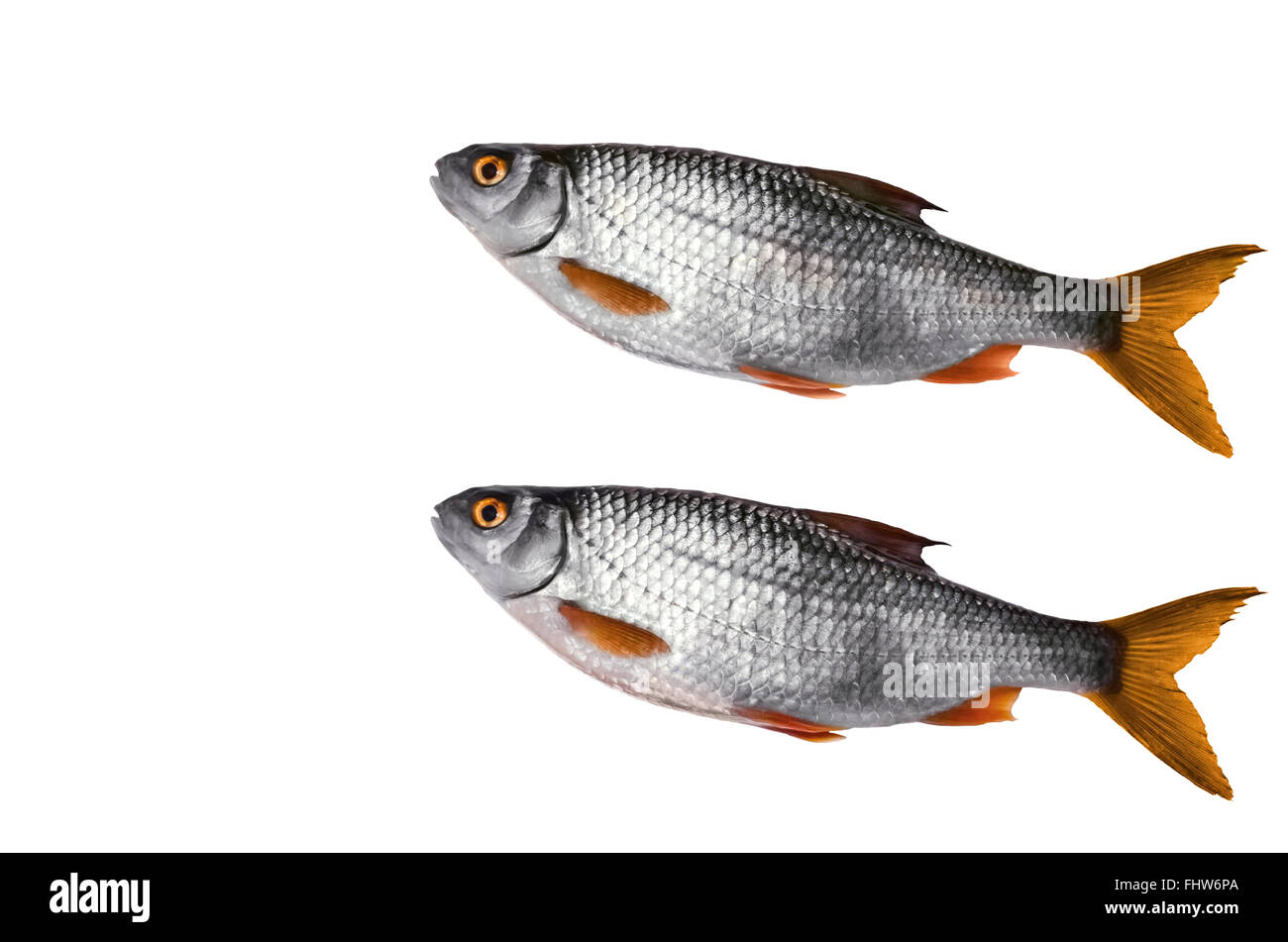 River fish hi-res stock photography and images - Alamy