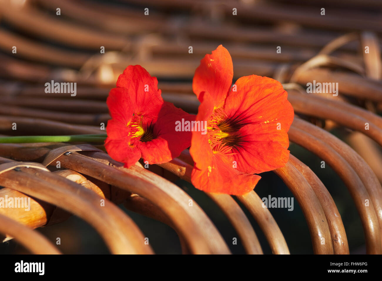 Seat on a wood chair hi-res stock photography and images - Alamy