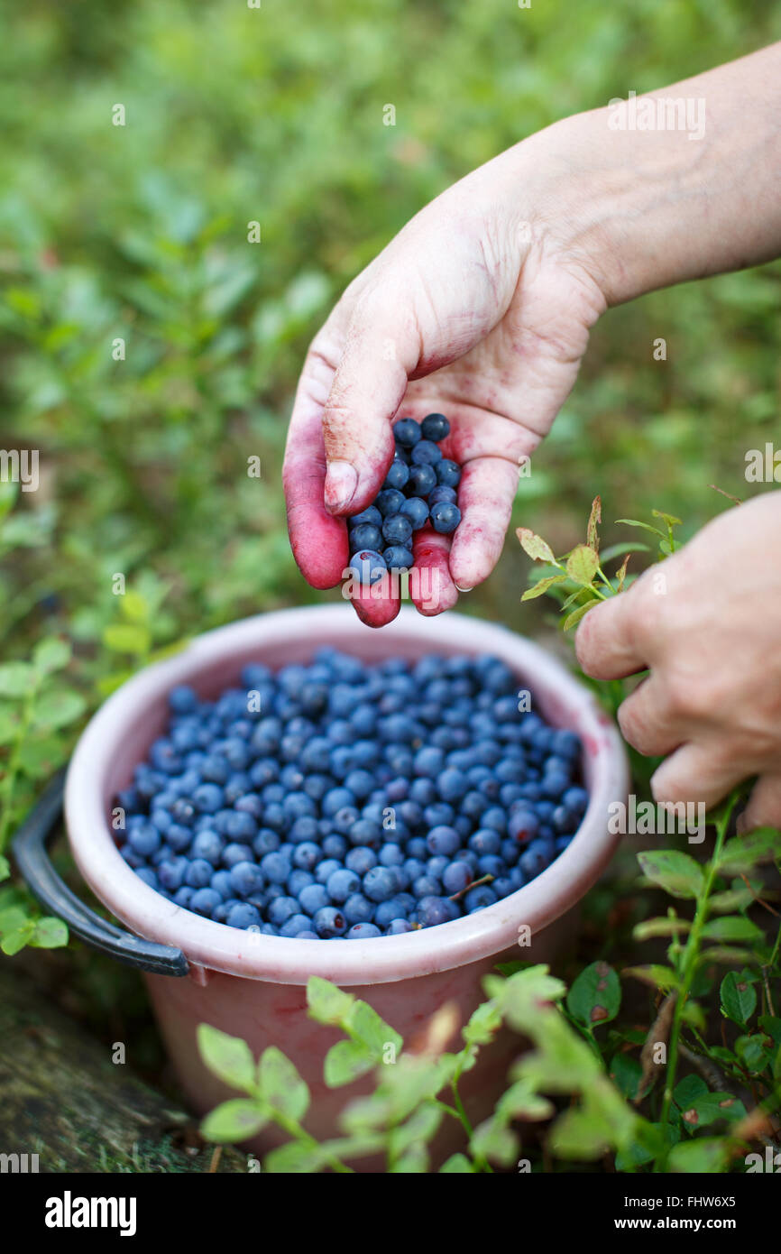 Female hand picking blueberries in hi-res stock photography and images ...