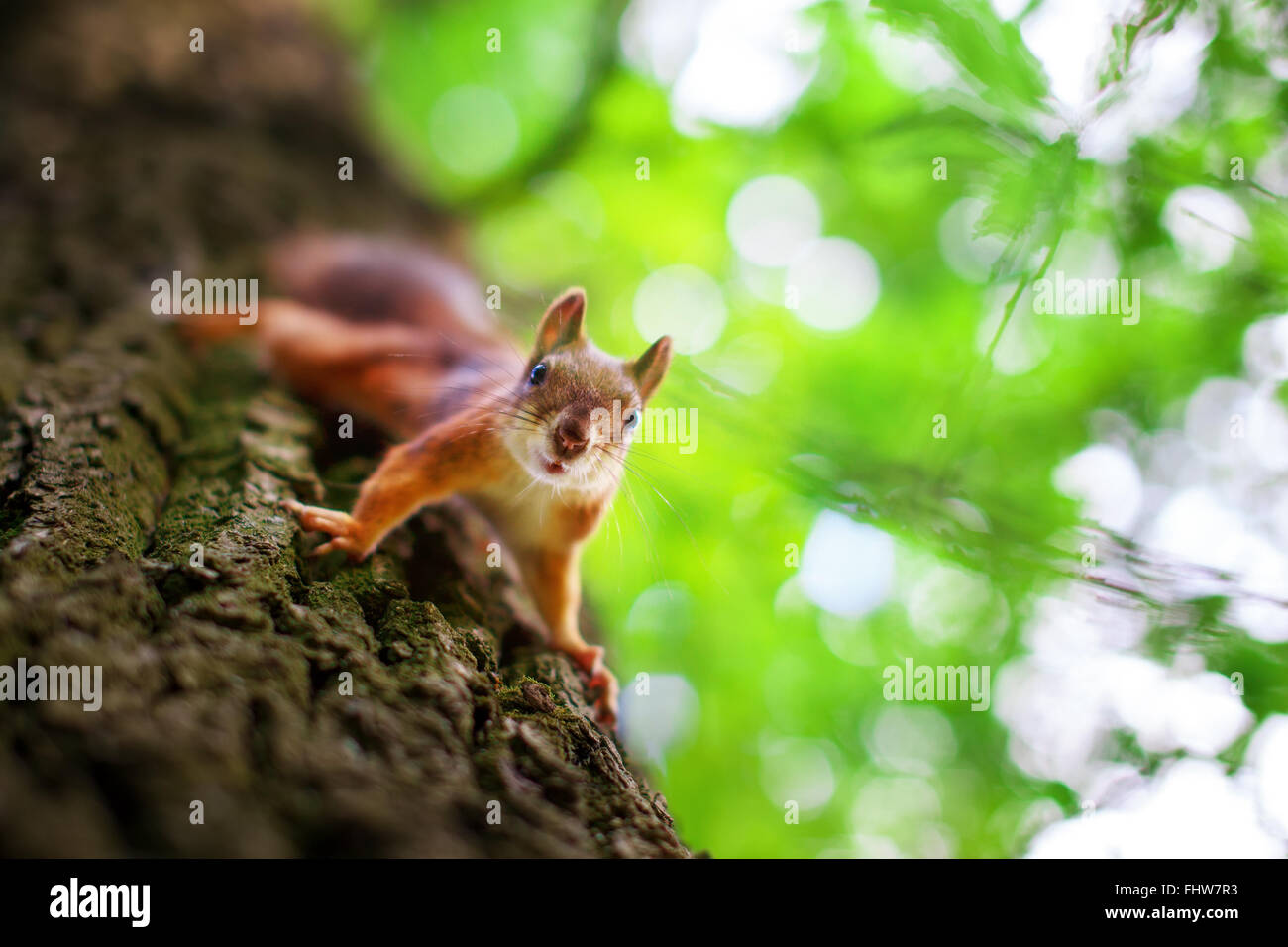 Cute squirrel looking down from a tree. Shallow depth of field Stock ...