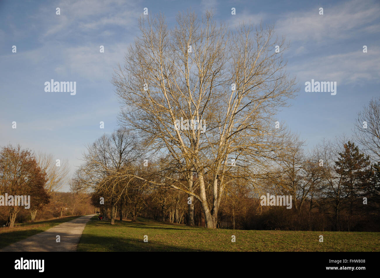 Populus alba, Silver poplar Stock Photo - Alamy