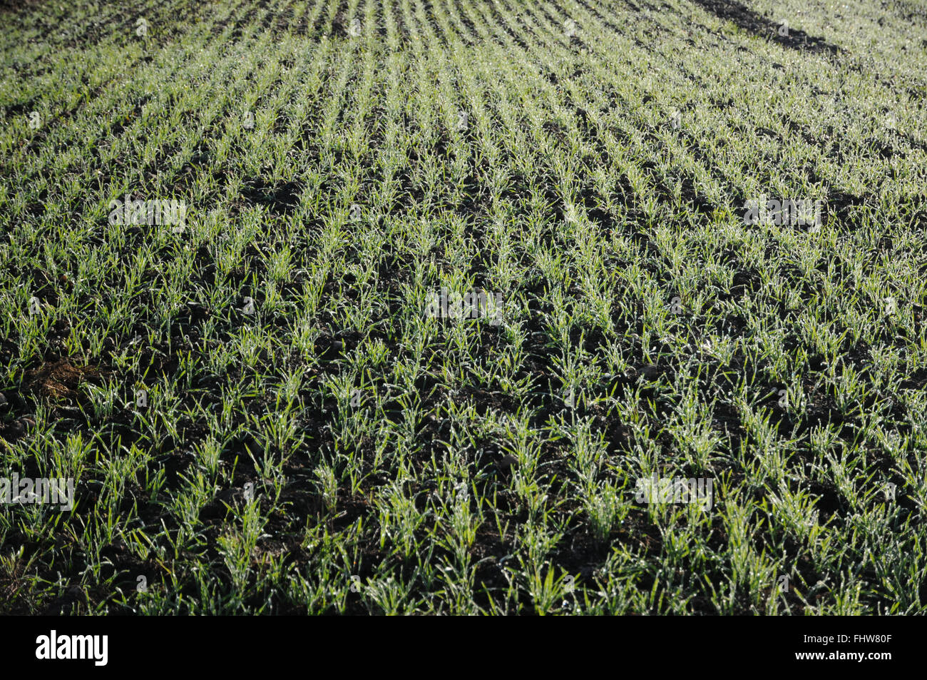 Triticum aestivum, Wheat Stock Photo - Alamy