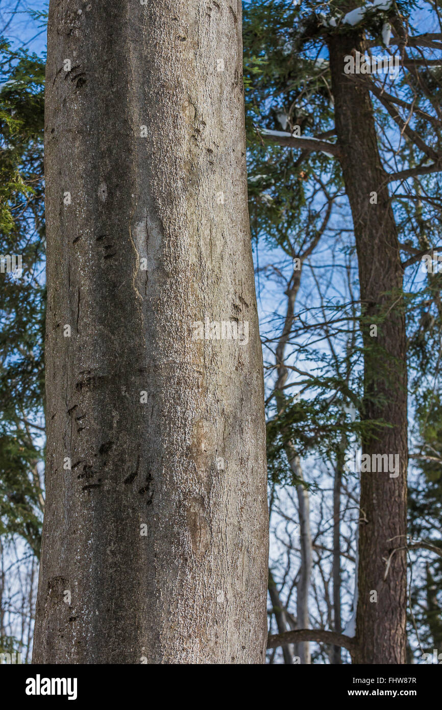 American Black Bear claw marks made on the trunk of an American Beech ...