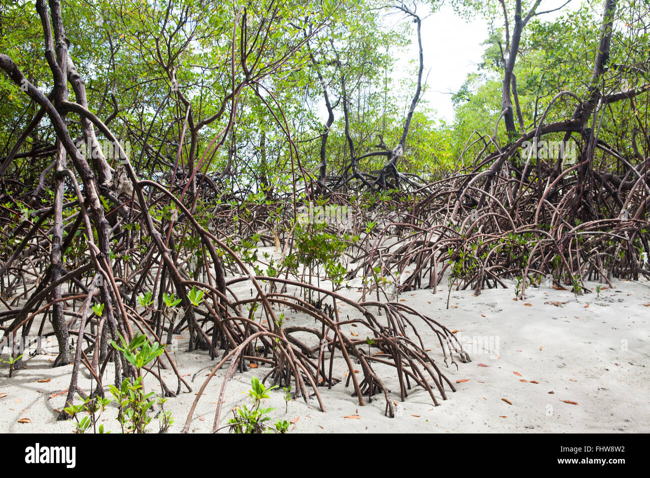 Mangrove in Morere Beach - Boipeba - Archipelago Tinhare Stock Photo ...