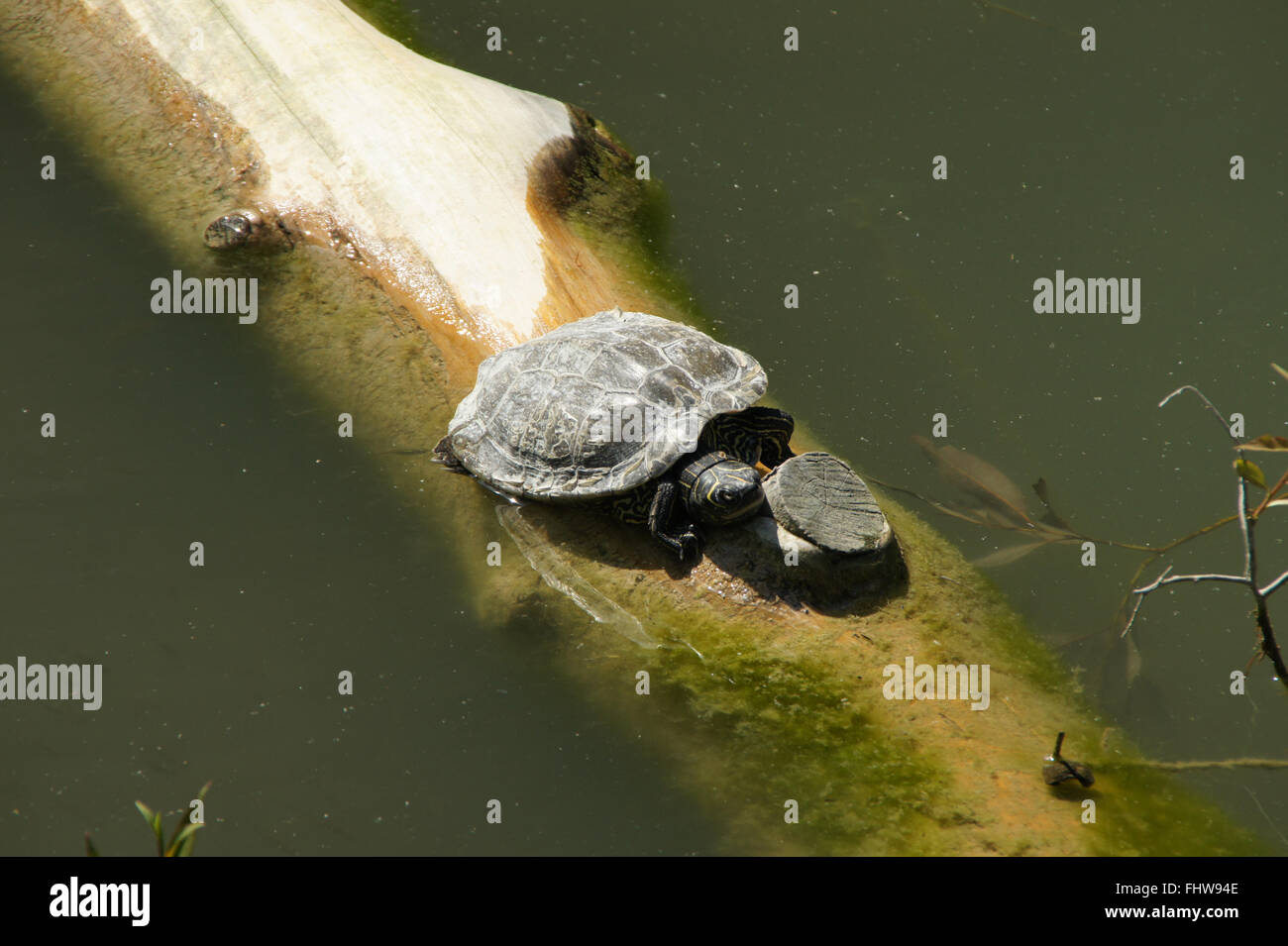Emys orbicularis, European pond turtle Stock Photo - Alamy