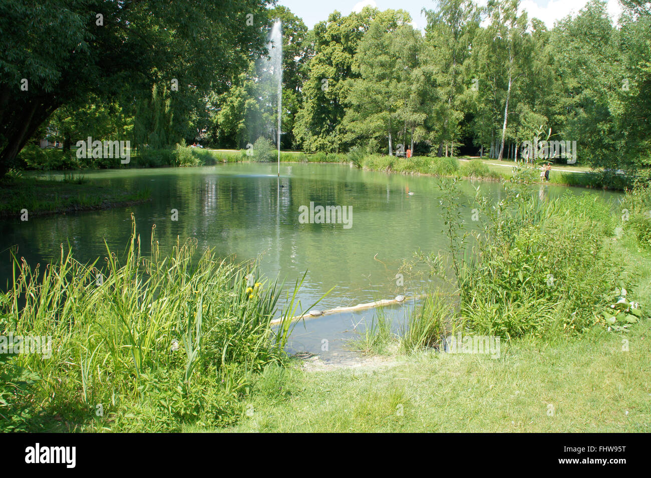 Emys orbicularis, European pond turtle Stock Photo - Alamy