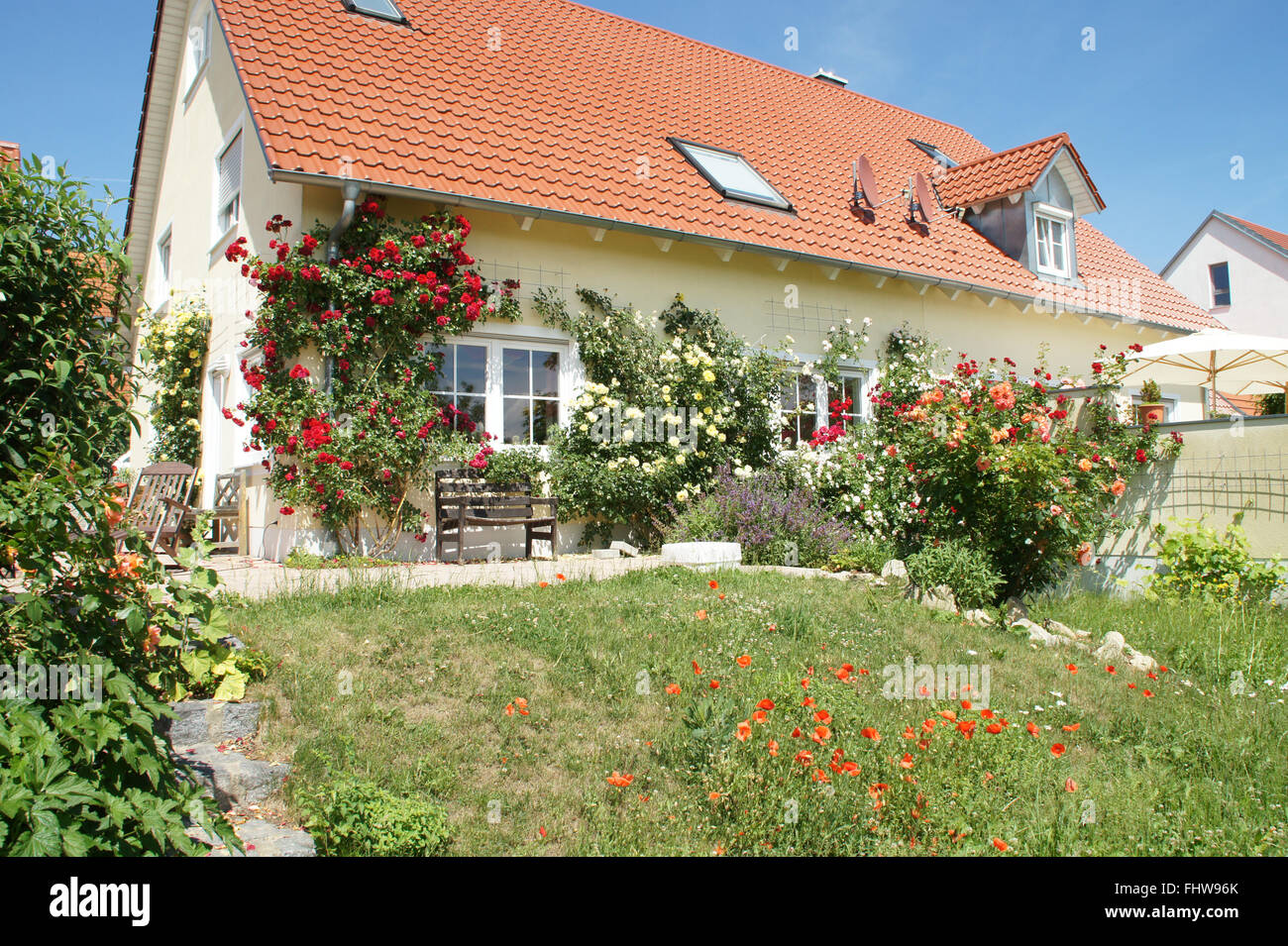 Rosa, Climber rose, Espalier Stock Photo - Alamy