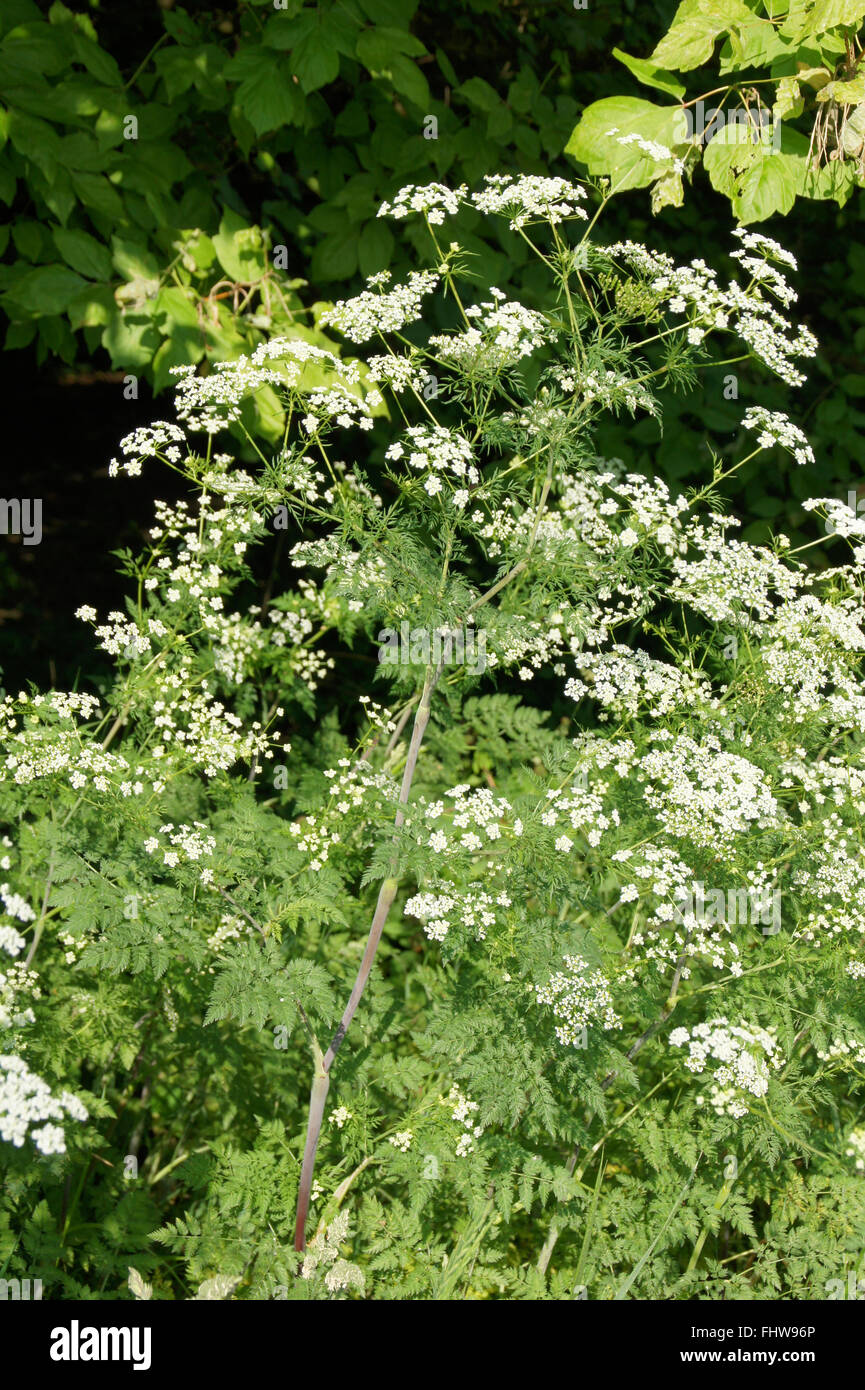 Conium maculatum, Hemlock Stock Photo - Alamy