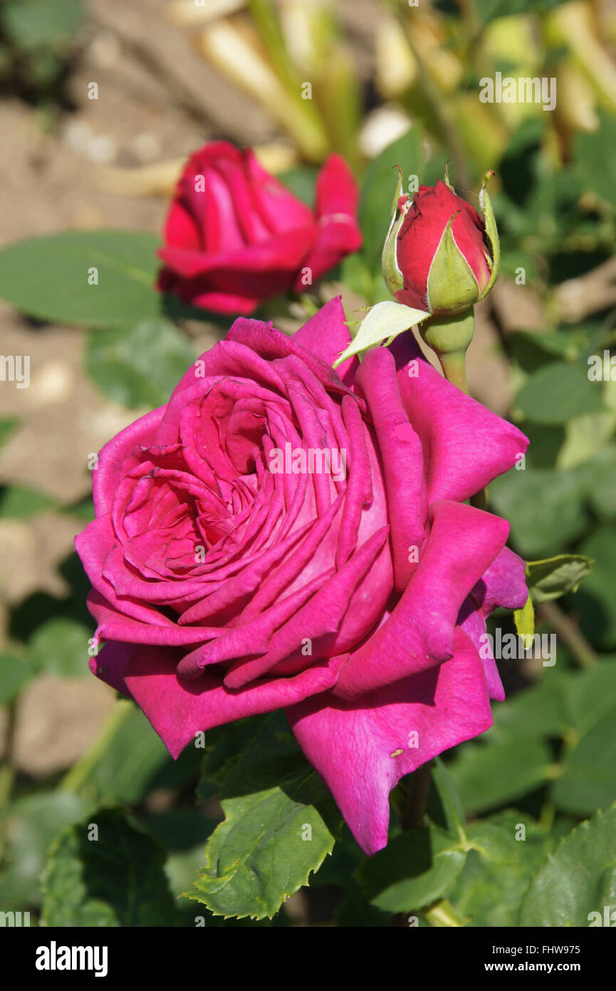 Rosa Big Purple, Hybrid-rose Stock Photo - Alamy