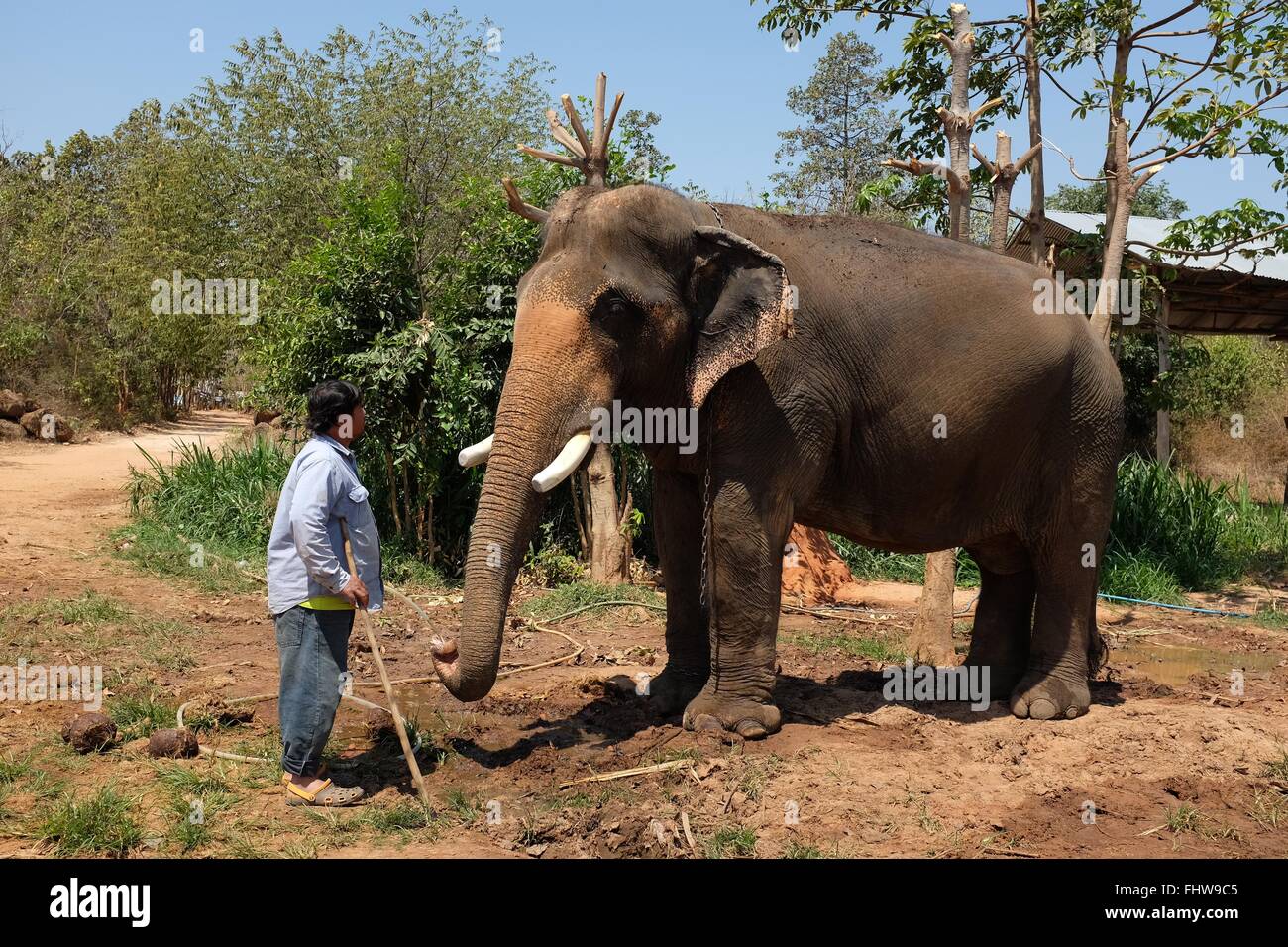 Surin, Thailand. 26th Feb, 2016. A mahout (elephant keeper) gives water ...