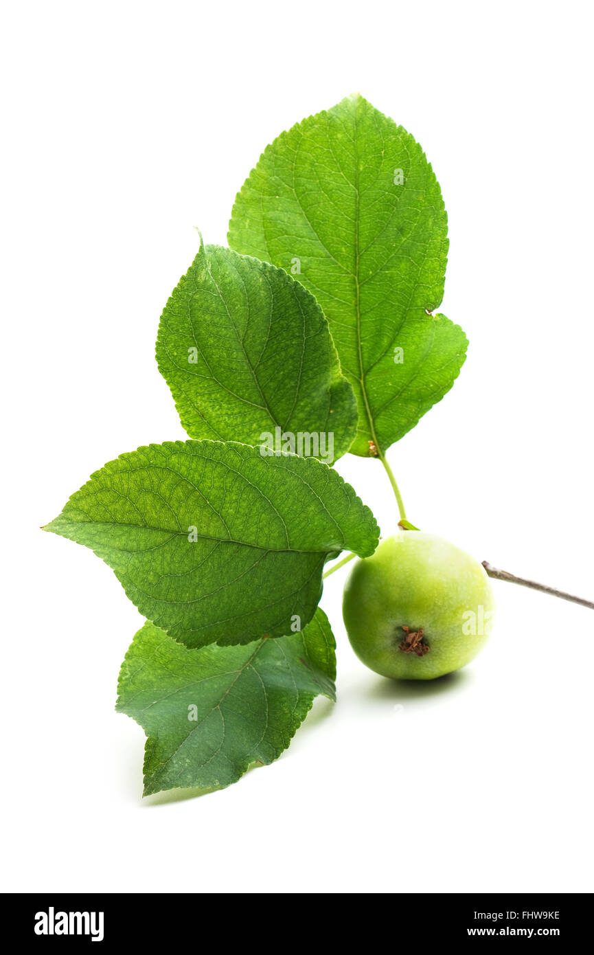 apple and leaf Stock Photo - Alamy