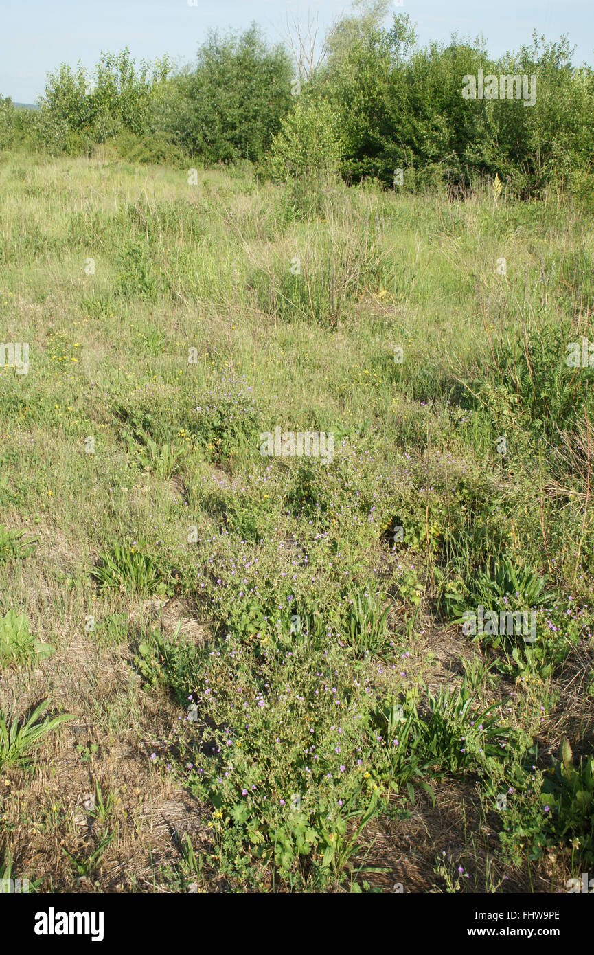 Geranium pyrenaicum, Pyrenean cranesbill Stock Photo - Alamy