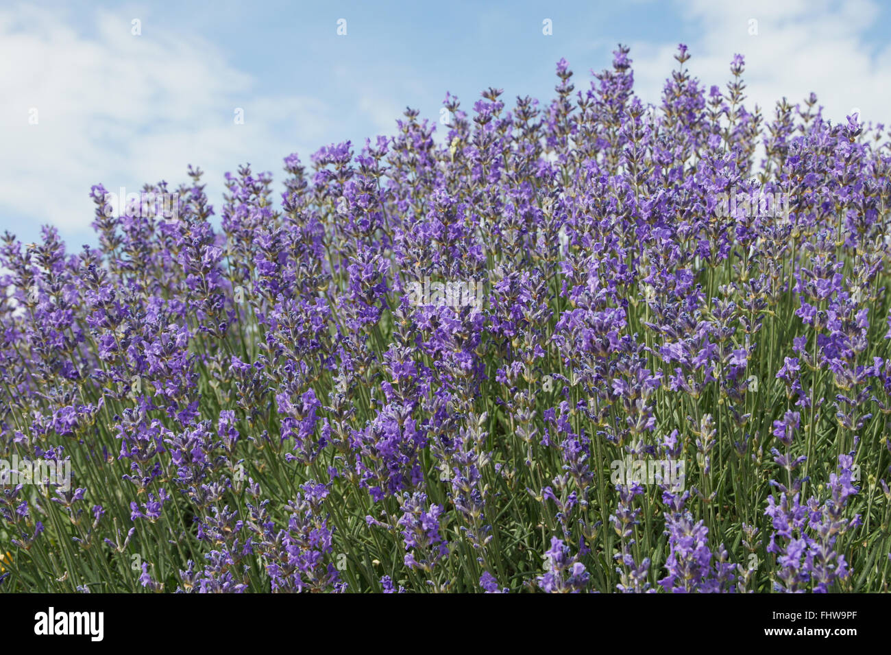 Lavandula officinalis, Lavender Stock Photo - Alamy