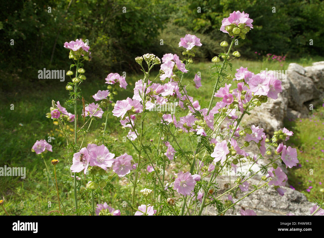 Malva moschata, Musk-mallow Stock Photo - Alamy