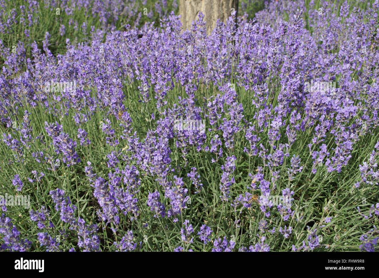 Lavandula officinalis, Lavender Stock Photo - Alamy
