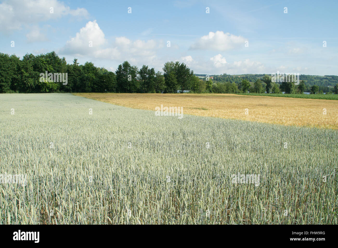 Triticum vulgare hi-res stock photography and images - Alamy