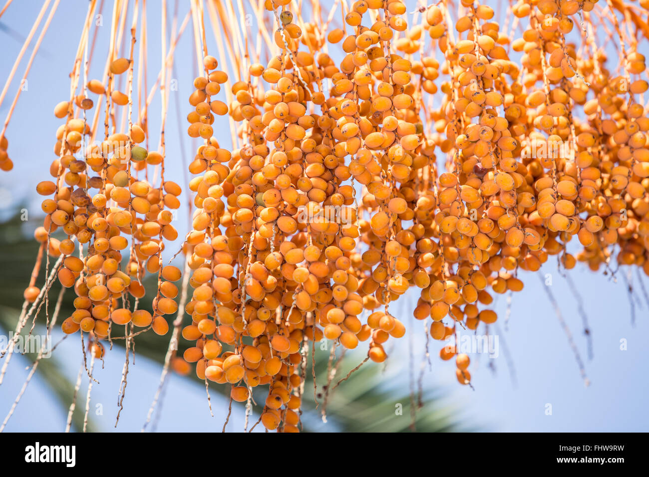Date fruits on the tree. Close-up Stock Photo - Alamy