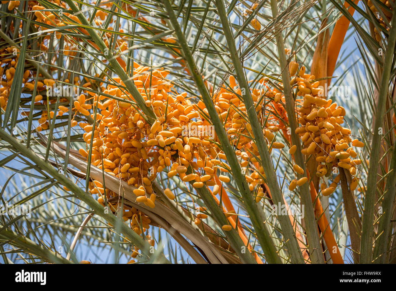 Date fruits on the tree. Close-up Stock Photo - Alamy